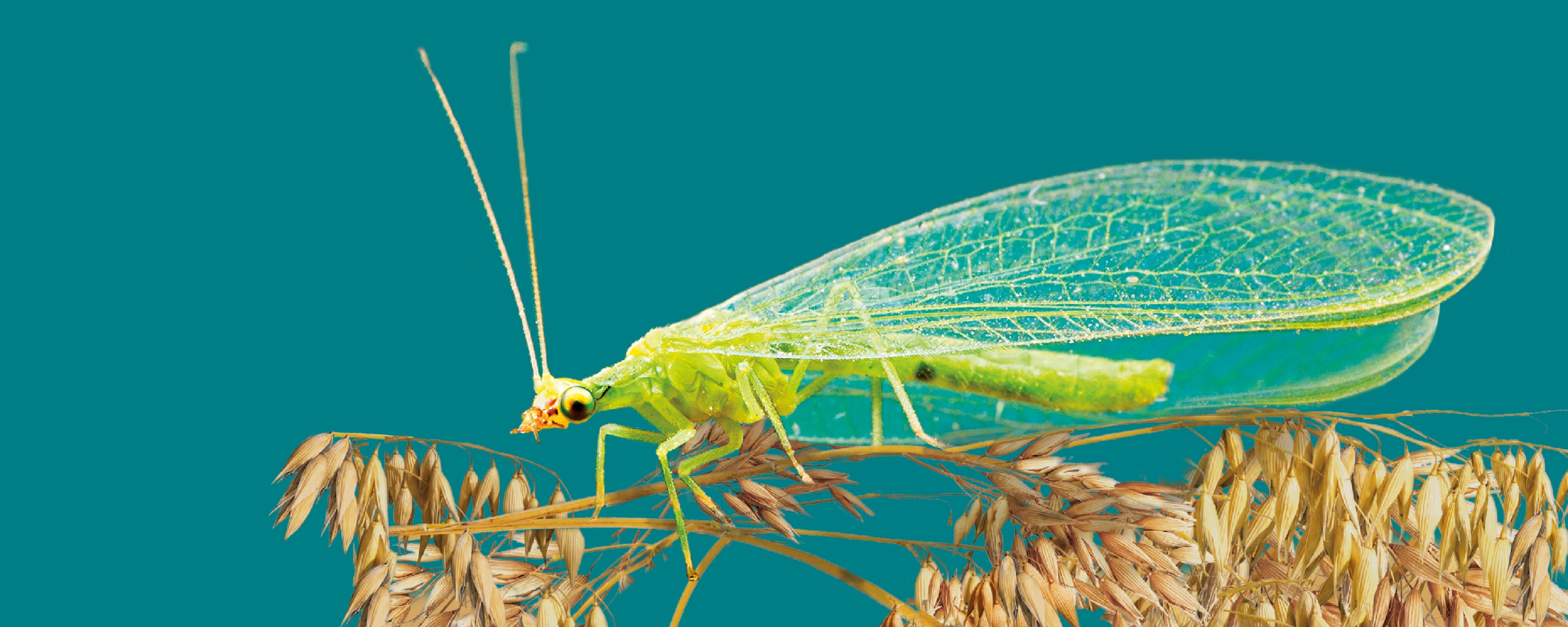 The Insect Atlas 2020 | Heinrich Böll Stiftung | Derneği Türkiye ...