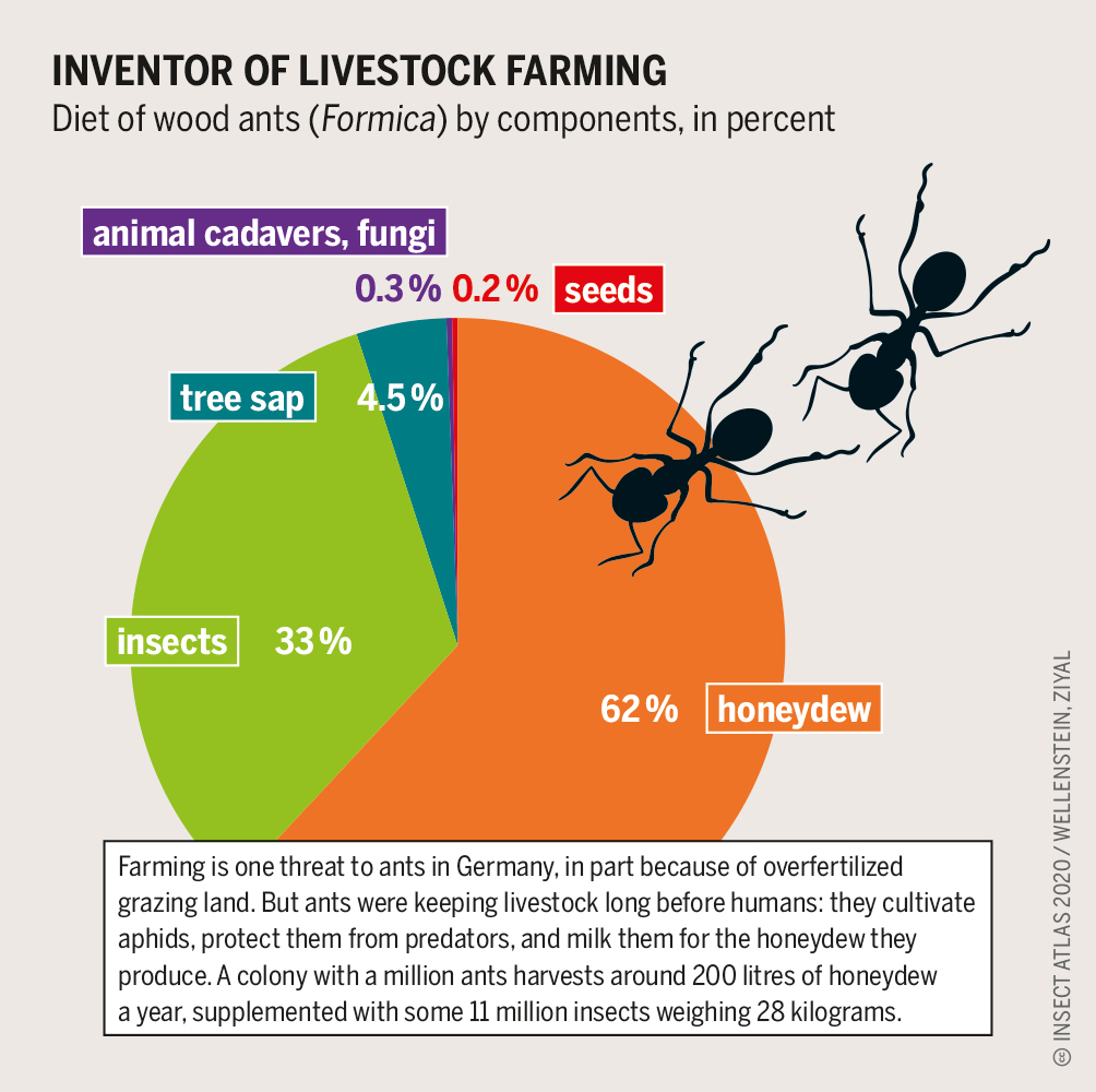 Insektensterben in Deutschland