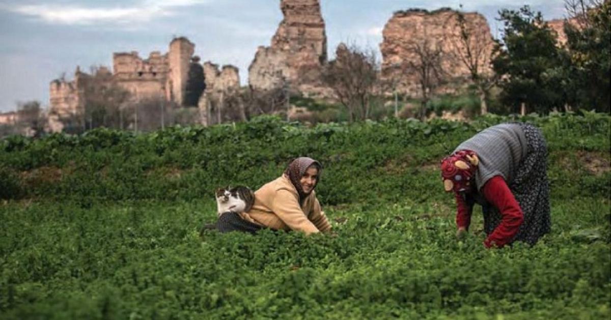 Small-scale family farming and revitalized peasant agriculture in ...